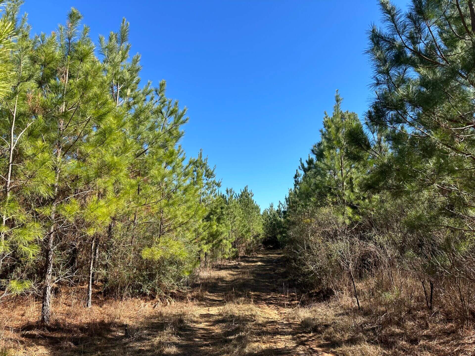 VENEER MILL ROAD TRACT – 46 ACRES – BUTLER COUNTY, ALABAMA | Butler ...