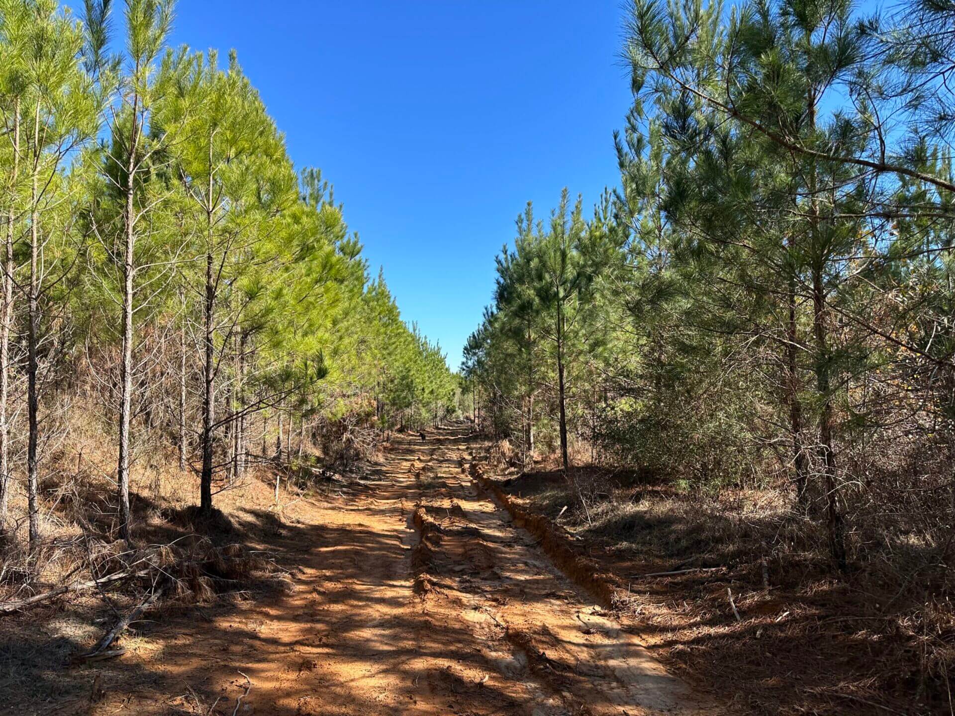 VENEER MILL ROAD TRACT – 46 ACRES – BUTLER COUNTY, ALABAMA | Butler ...