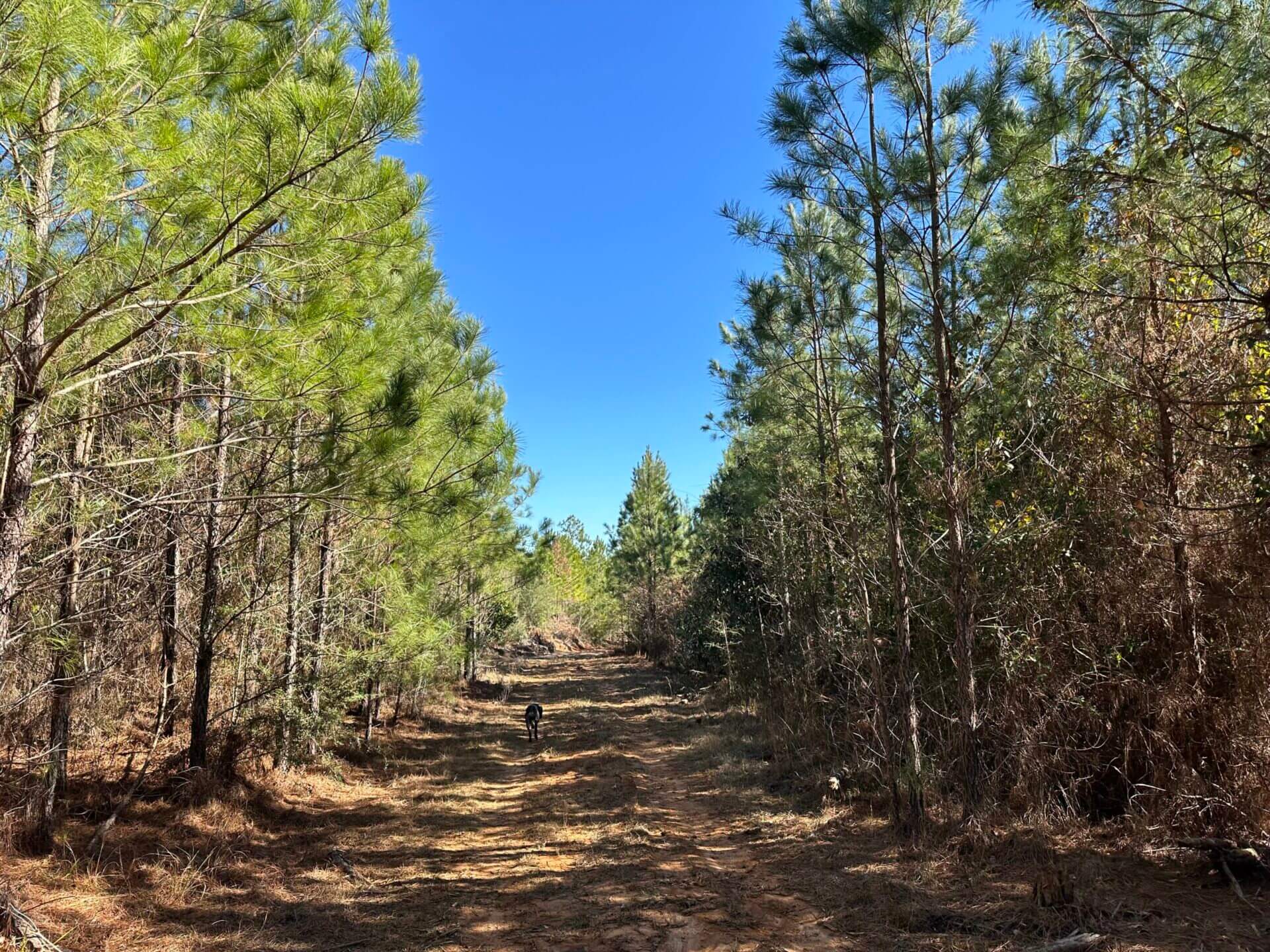 VENEER MILL ROAD TRACT – 46 ACRES – BUTLER COUNTY, ALABAMA | Butler ...