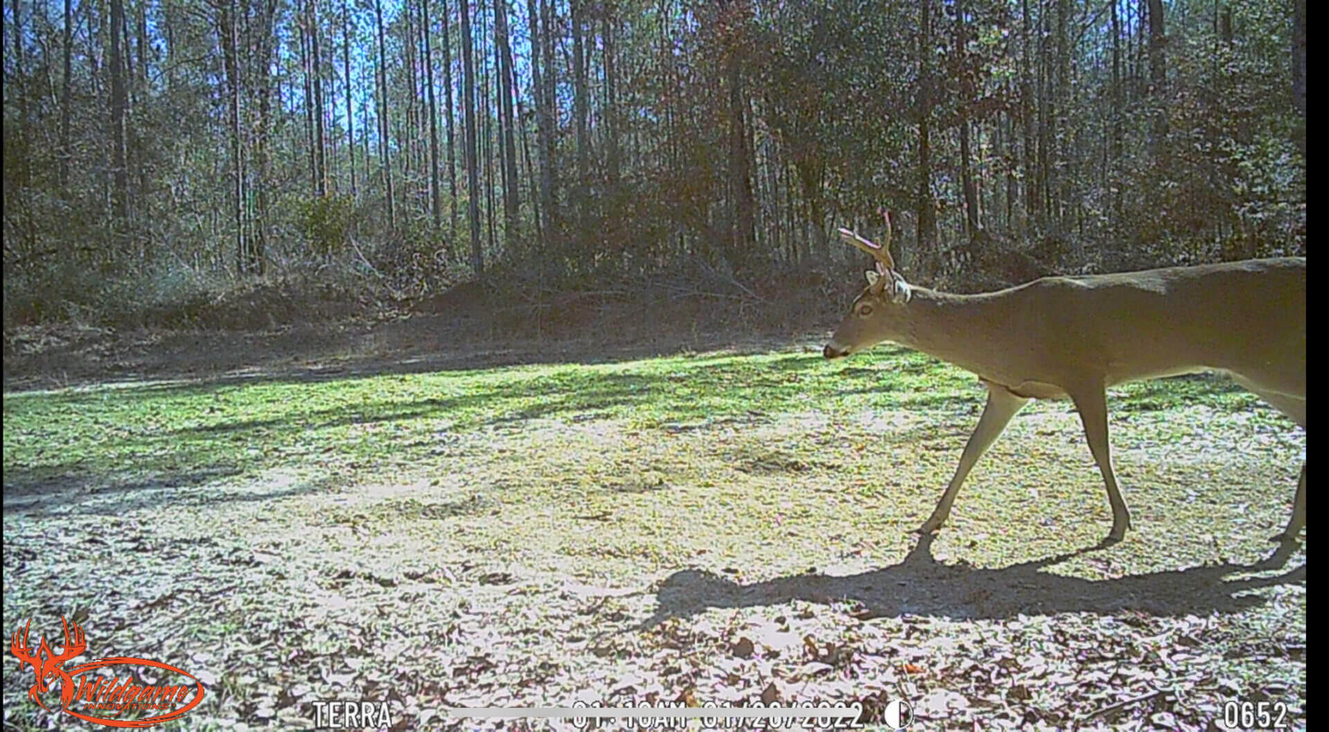 WELLS ROAD TRACT – 40+/- ACRES – COVINGTON COUNTY, ALABAMA | Butler ...