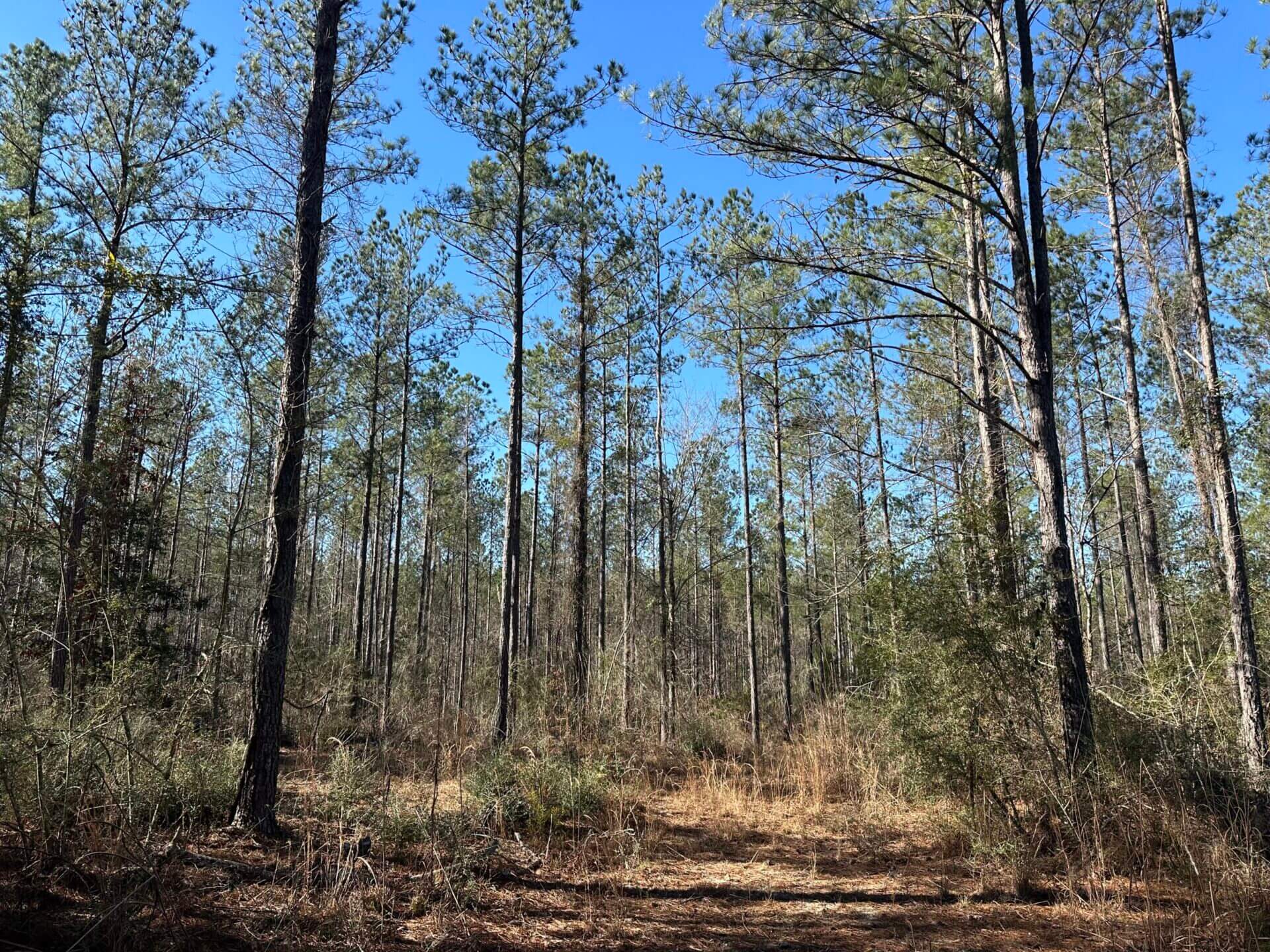 WELLS ROAD TRACT – 40+/- ACRES – COVINGTON COUNTY, ALABAMA | Butler ...