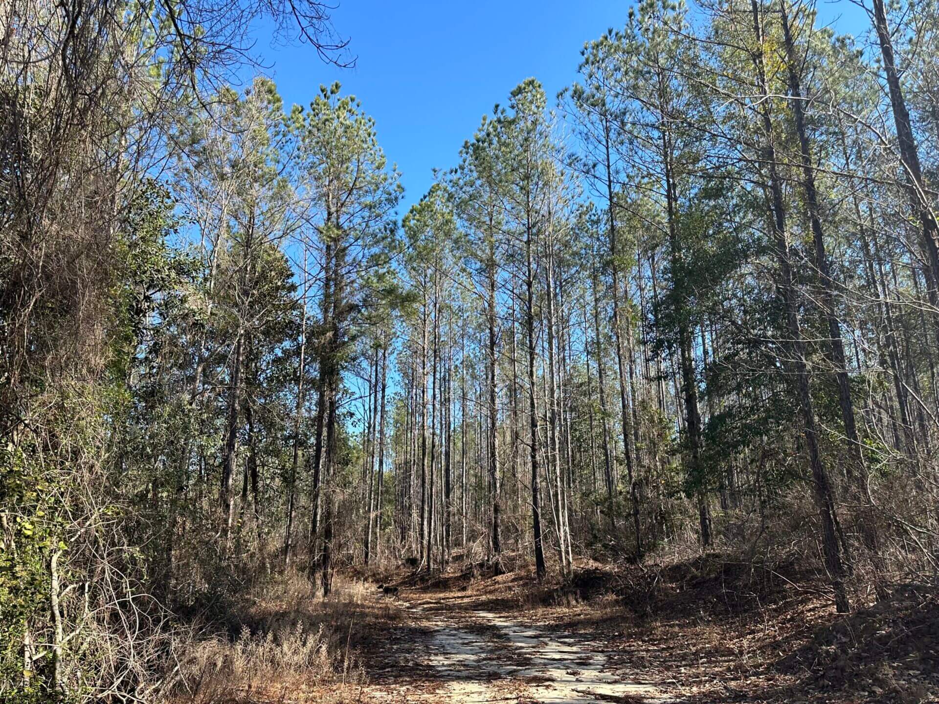 WELLS ROAD TRACT – 40+/- ACRES – COVINGTON COUNTY, ALABAMA | Butler ...