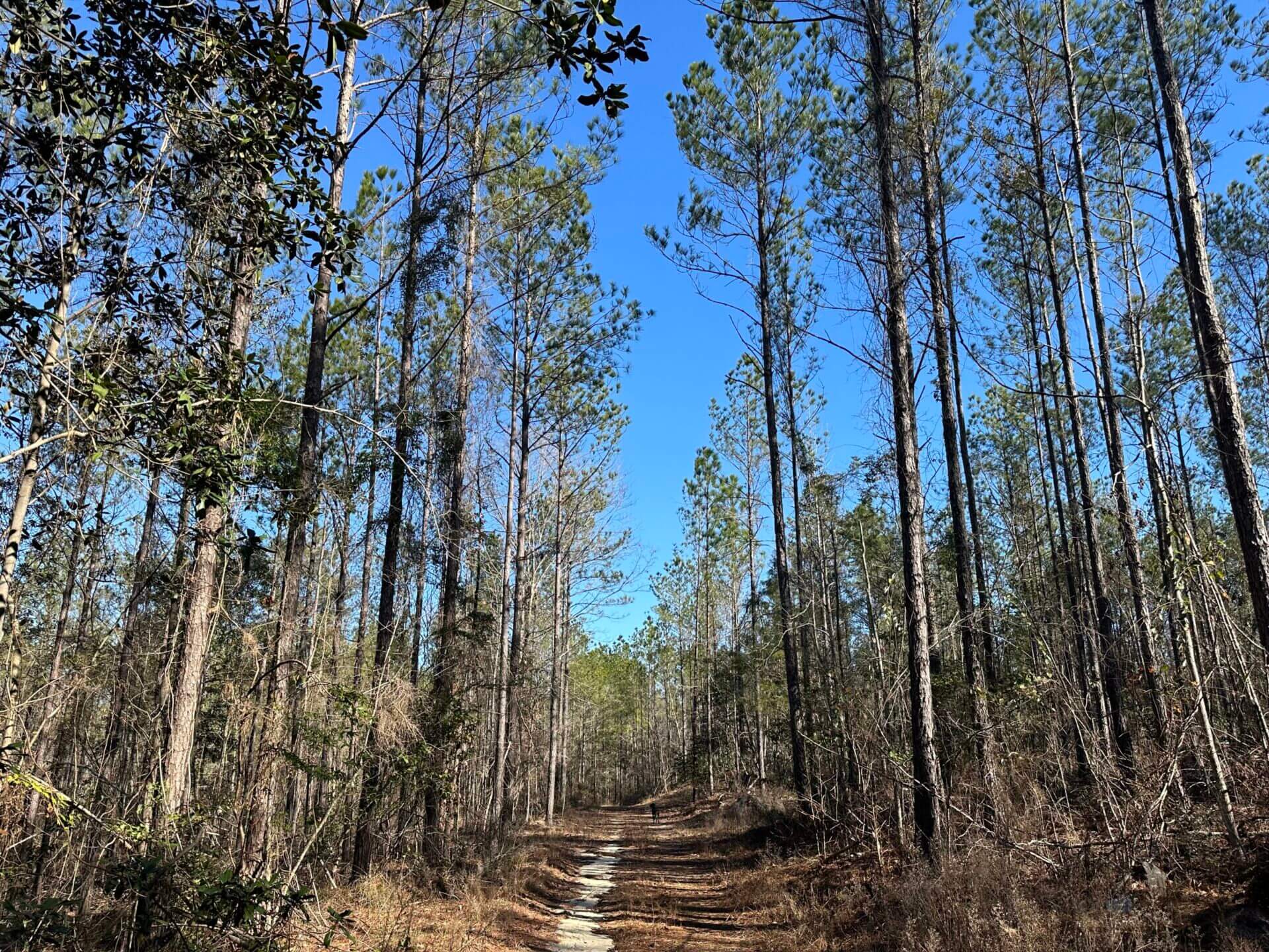 WELLS ROAD TRACT – 40+/- ACRES – COVINGTON COUNTY, ALABAMA | Butler ...