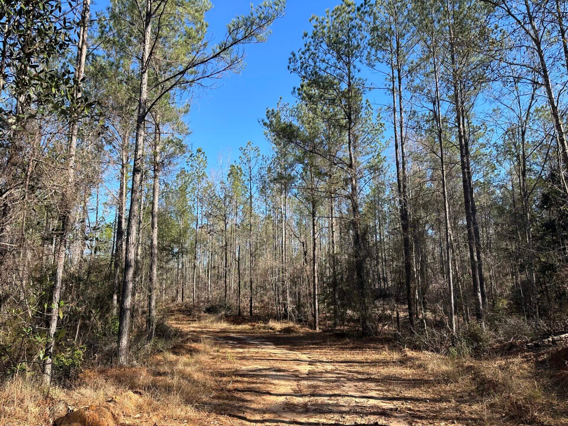 WELLS ROAD TRACT – 40+/- ACRES – COVINGTON COUNTY, ALABAMA | Butler ...