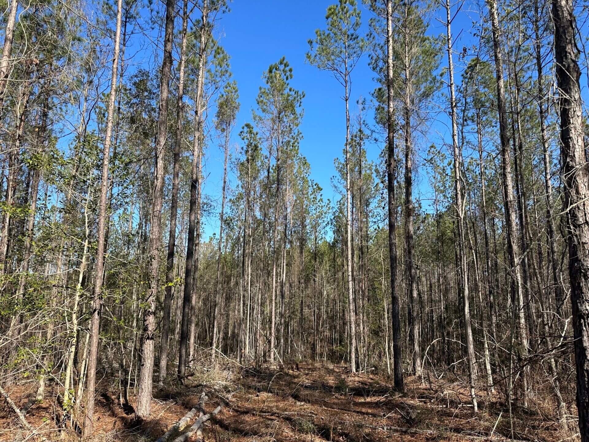 WELLS ROAD TRACT – 40+/- ACRES – COVINGTON COUNTY, ALABAMA | Butler ...