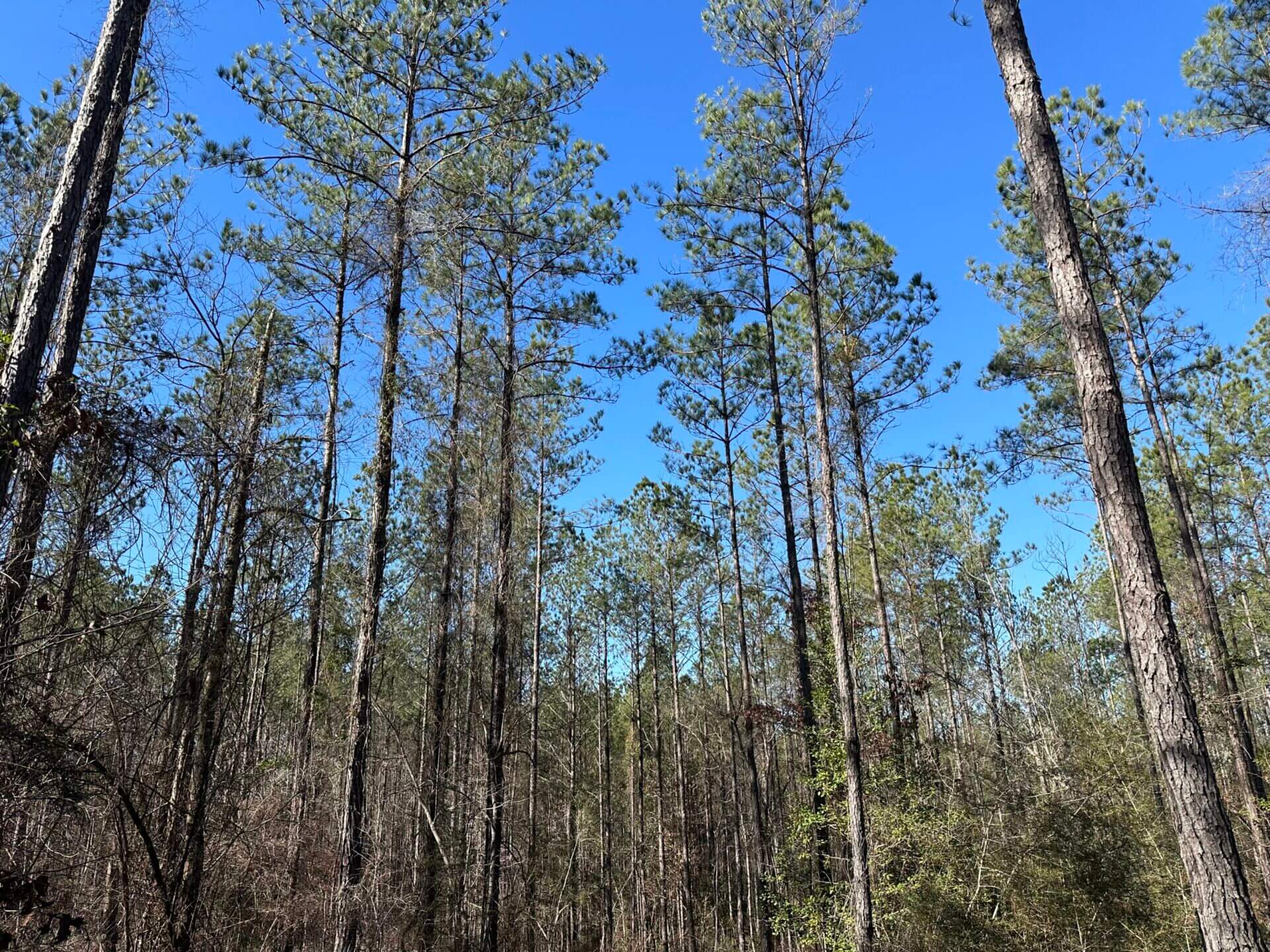 WELLS ROAD TRACT – 40+/- ACRES – COVINGTON COUNTY, ALABAMA | Butler ...