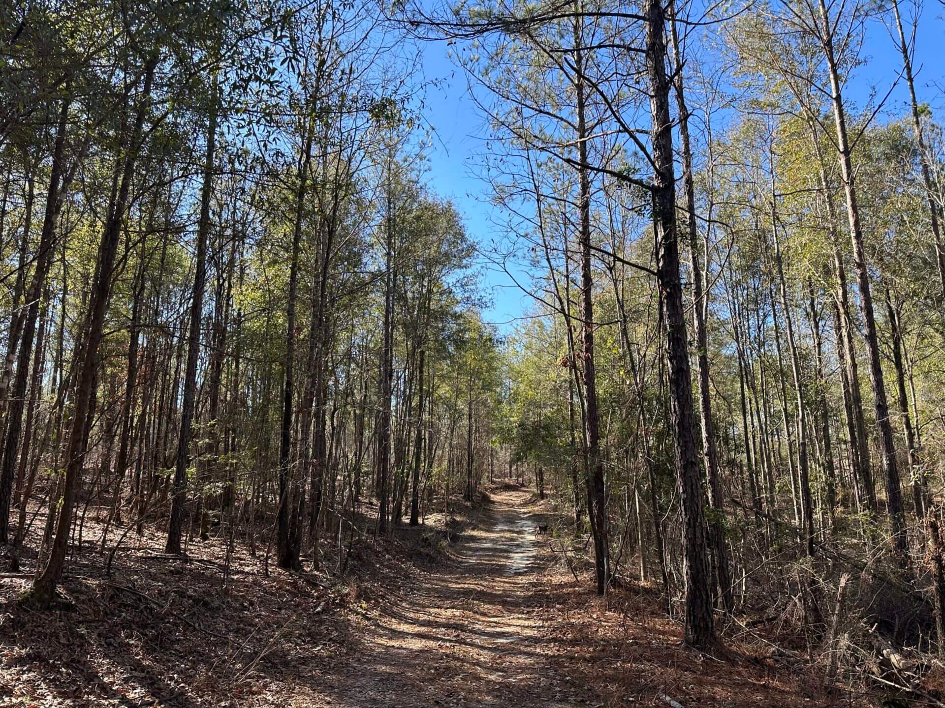 WELLS ROAD TRACT – 40+/- ACRES – COVINGTON COUNTY, ALABAMA | Butler ...