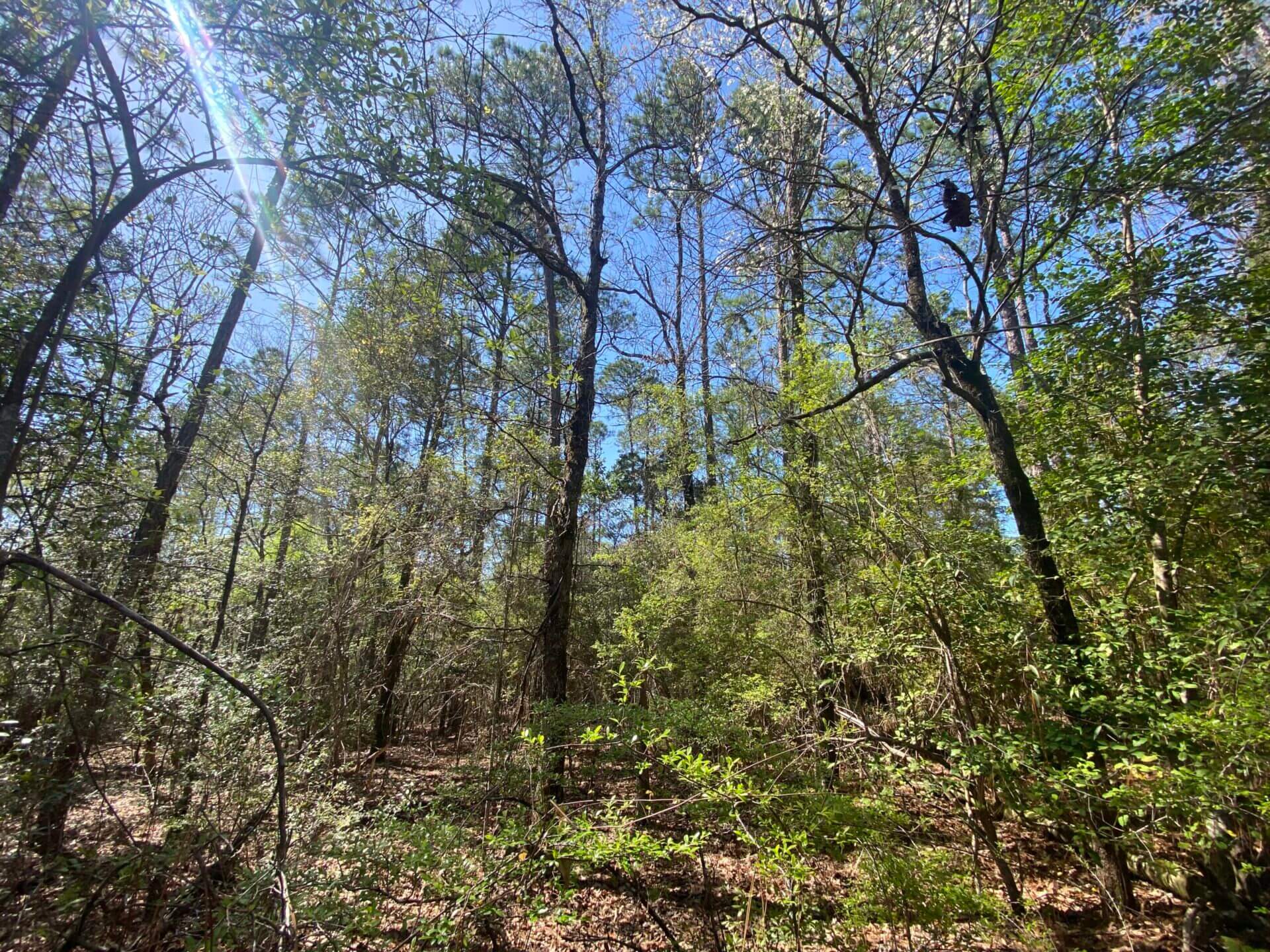 ALA-MISS 118 ACRES – MOBILE COUNTY, ALABAMA | Butler Land & Timber Co