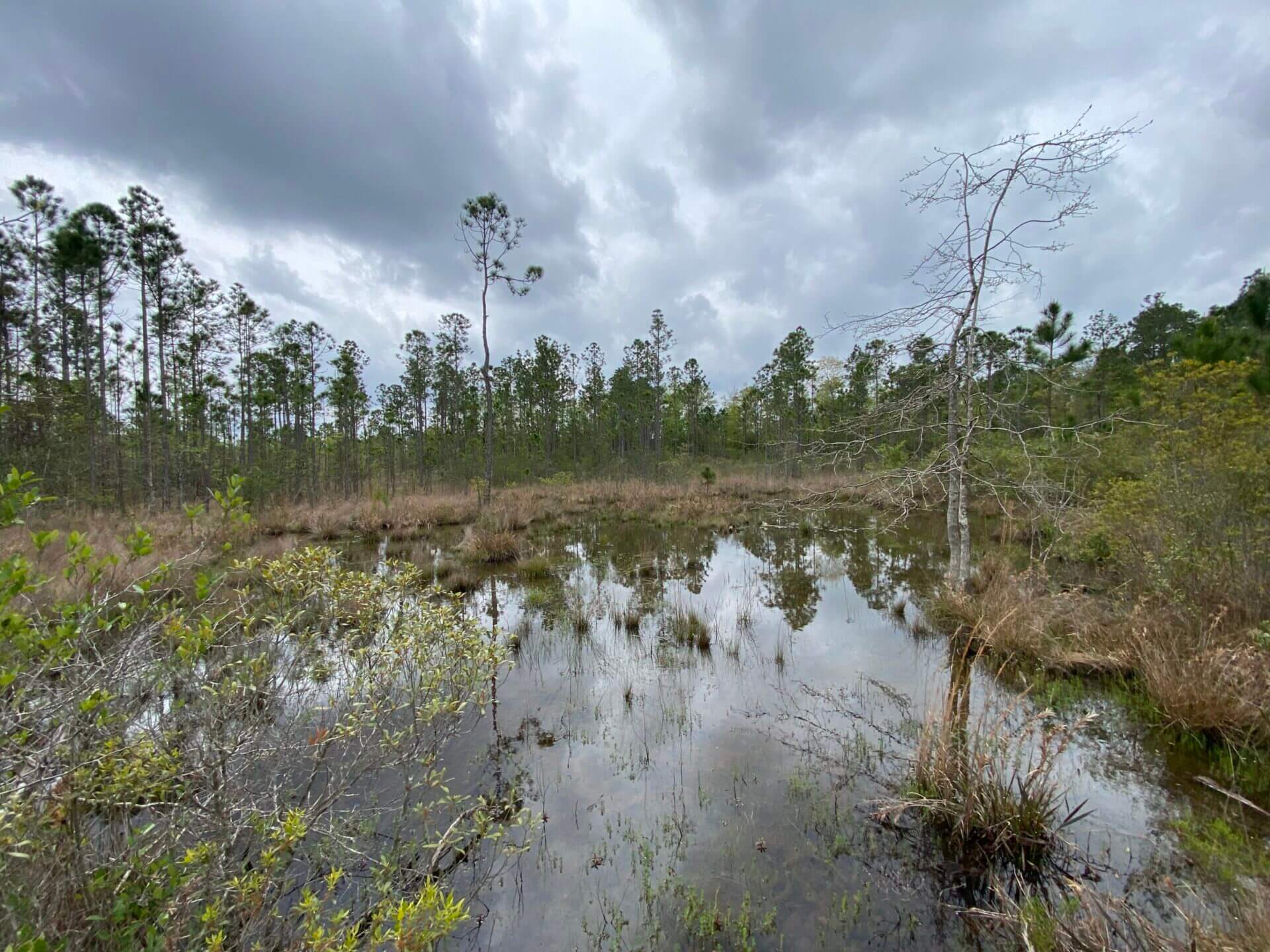 TIBBIE 490 ACRES – WASHINGTON COUNTY, ALABAMA | Butler Land & Timber Co