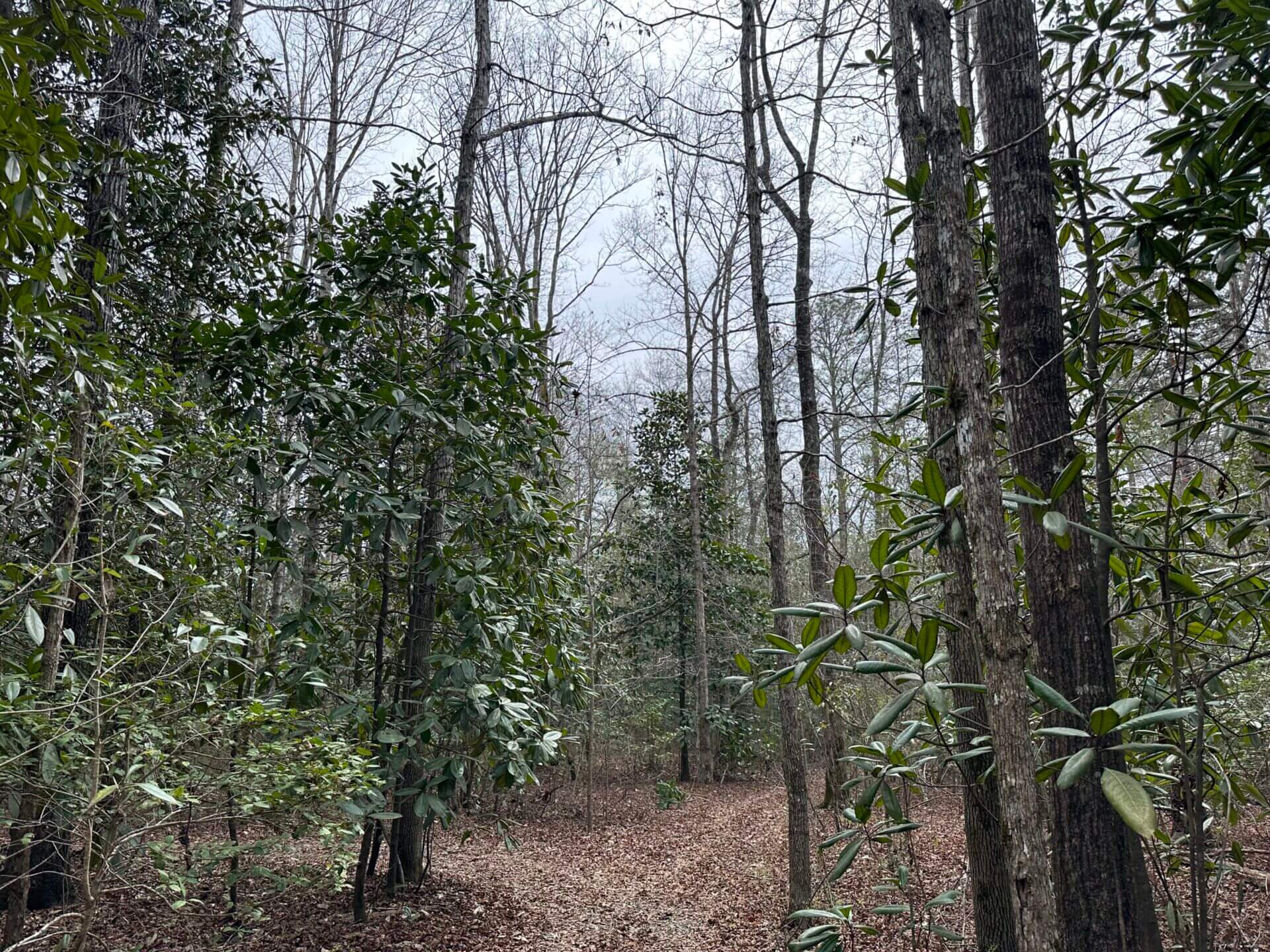 CONECUH RIVER TRACTS – 243 ACRES – CRENSHAW COUNTY, ALABAMA | Butler ...