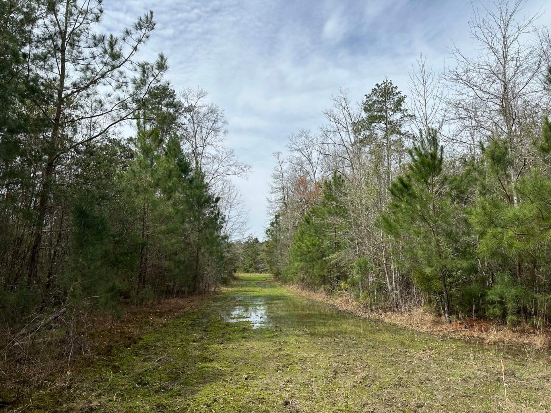 CONECUH RIVER TRACTS – 243 ACRES – CRENSHAW COUNTY, ALABAMA | Butler ...