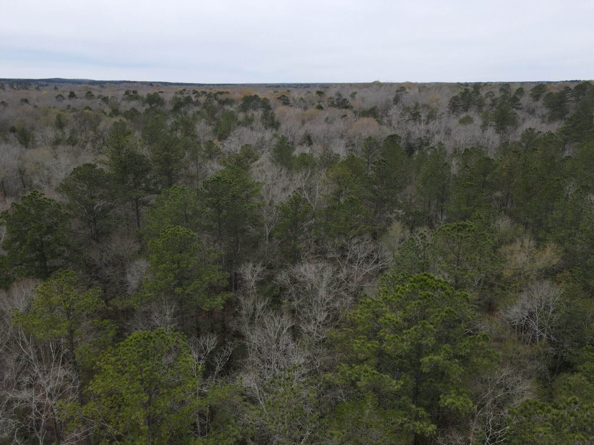 CONECUH RIVER TRACTS – 243 ACRES – CRENSHAW COUNTY, ALABAMA | Butler ...