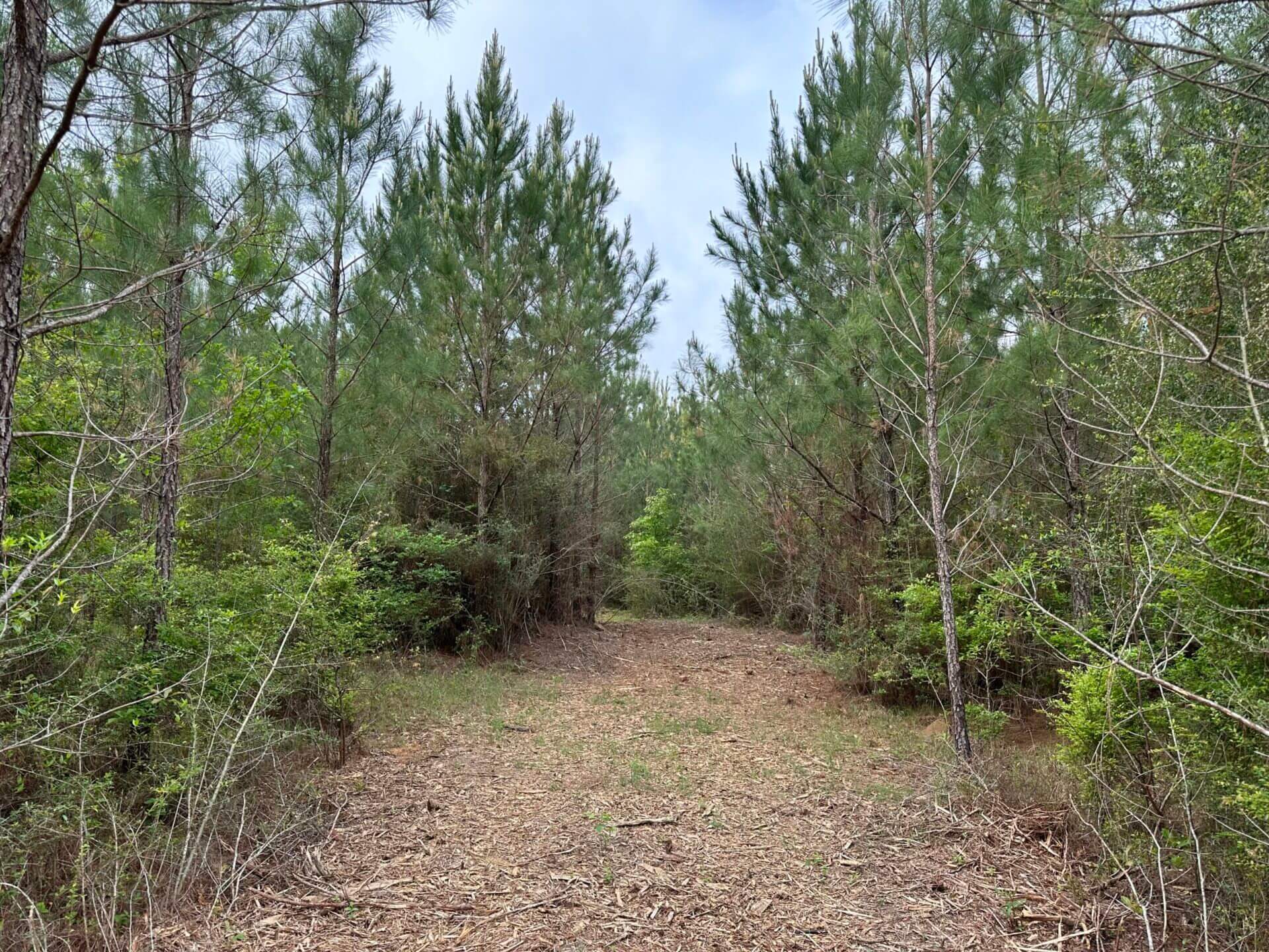 WALLER RIDGE ROAD SOUTH TRACT – 32 ACRES – WAYNE COUNTY, MISSISSIPPI ...