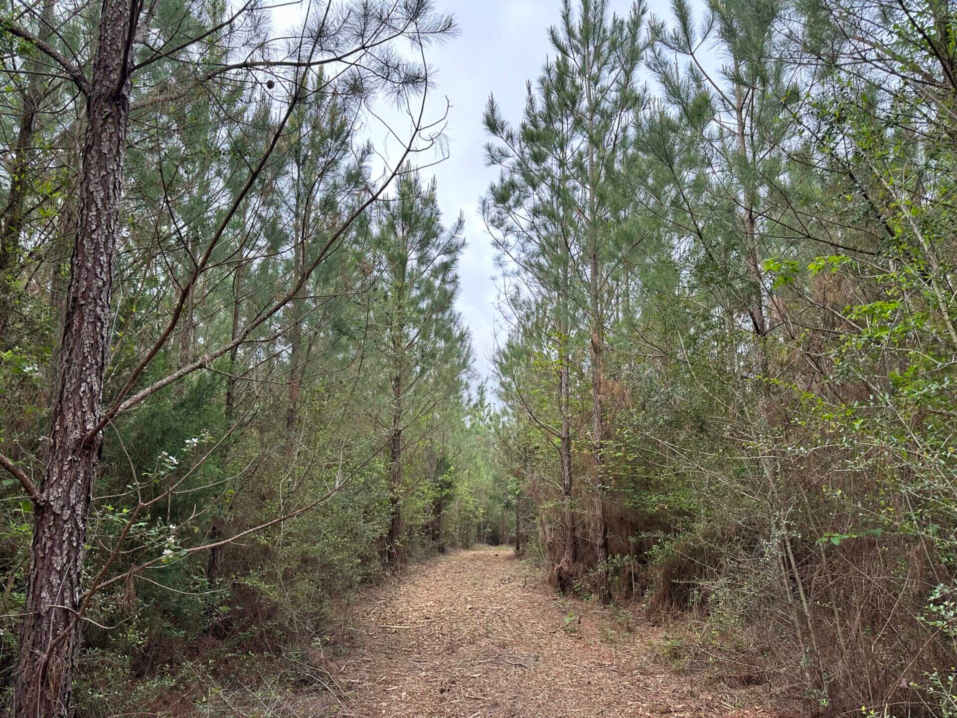 WALLER RIDGE ROAD SOUTH TRACT – 32 ACRES – WAYNE COUNTY, MISSISSIPPI ...