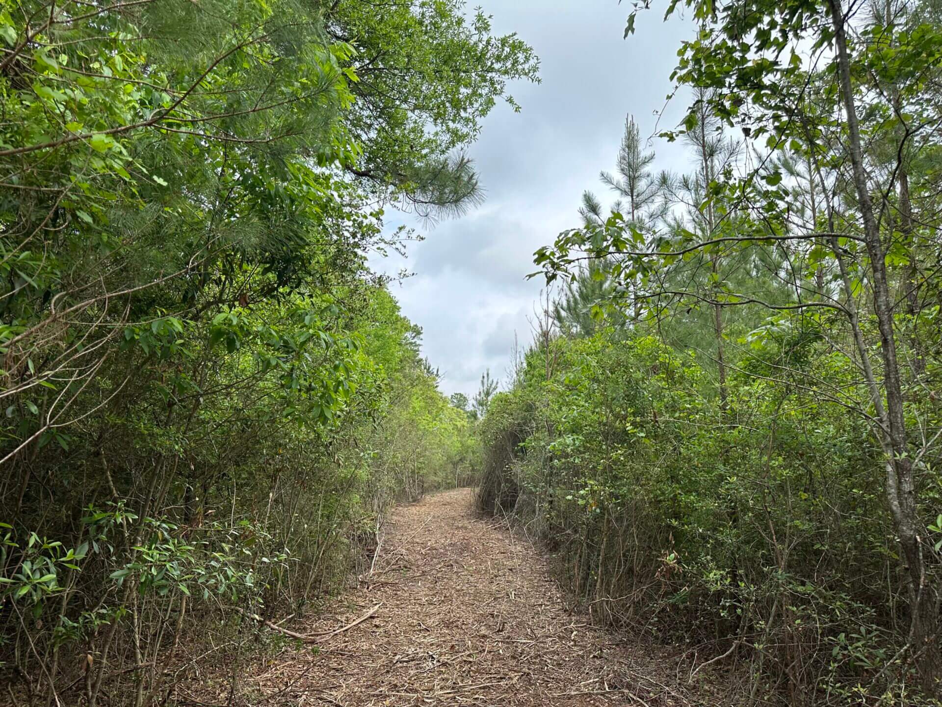 WALLER RIDGE ROAD SOUTH TRACT – 32 ACRES – WAYNE COUNTY, MISSISSIPPI ...