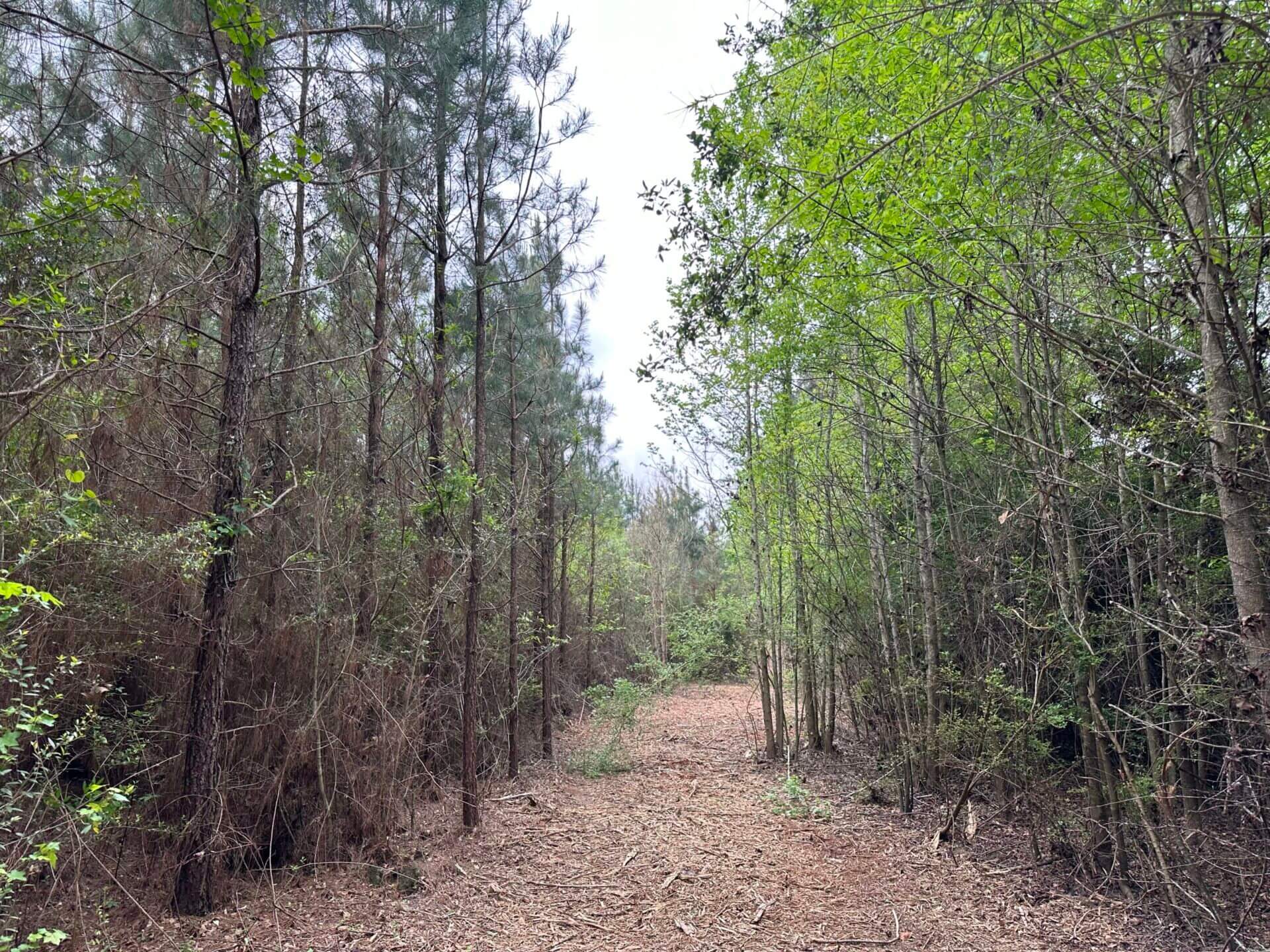WALLER RIDGE ROAD SOUTH TRACT – 32 ACRES – WAYNE COUNTY, MISSISSIPPI ...