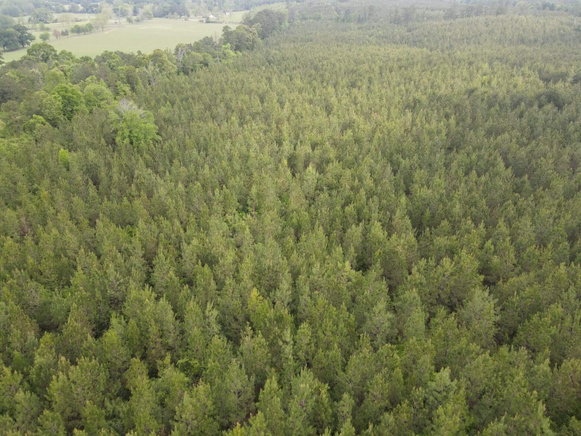 WALLER RIDGE ROAD SOUTH TRACT – 32 ACRES – WAYNE COUNTY, MISSISSIPPI ...