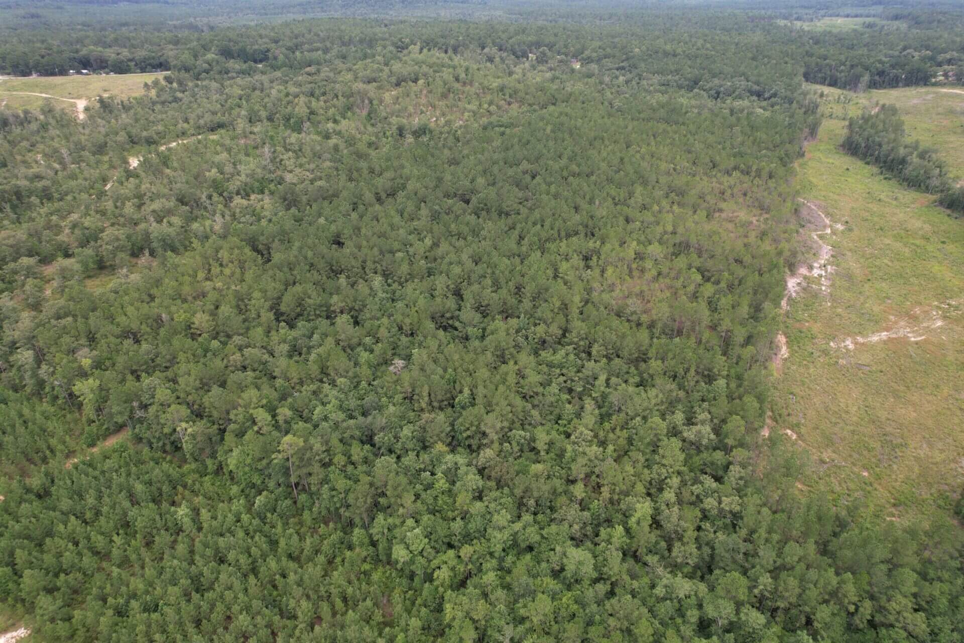 BARLOW ROAD – 50 ACRES – WASHINGTON COUNTY, ALABAMA | Butler Land ...