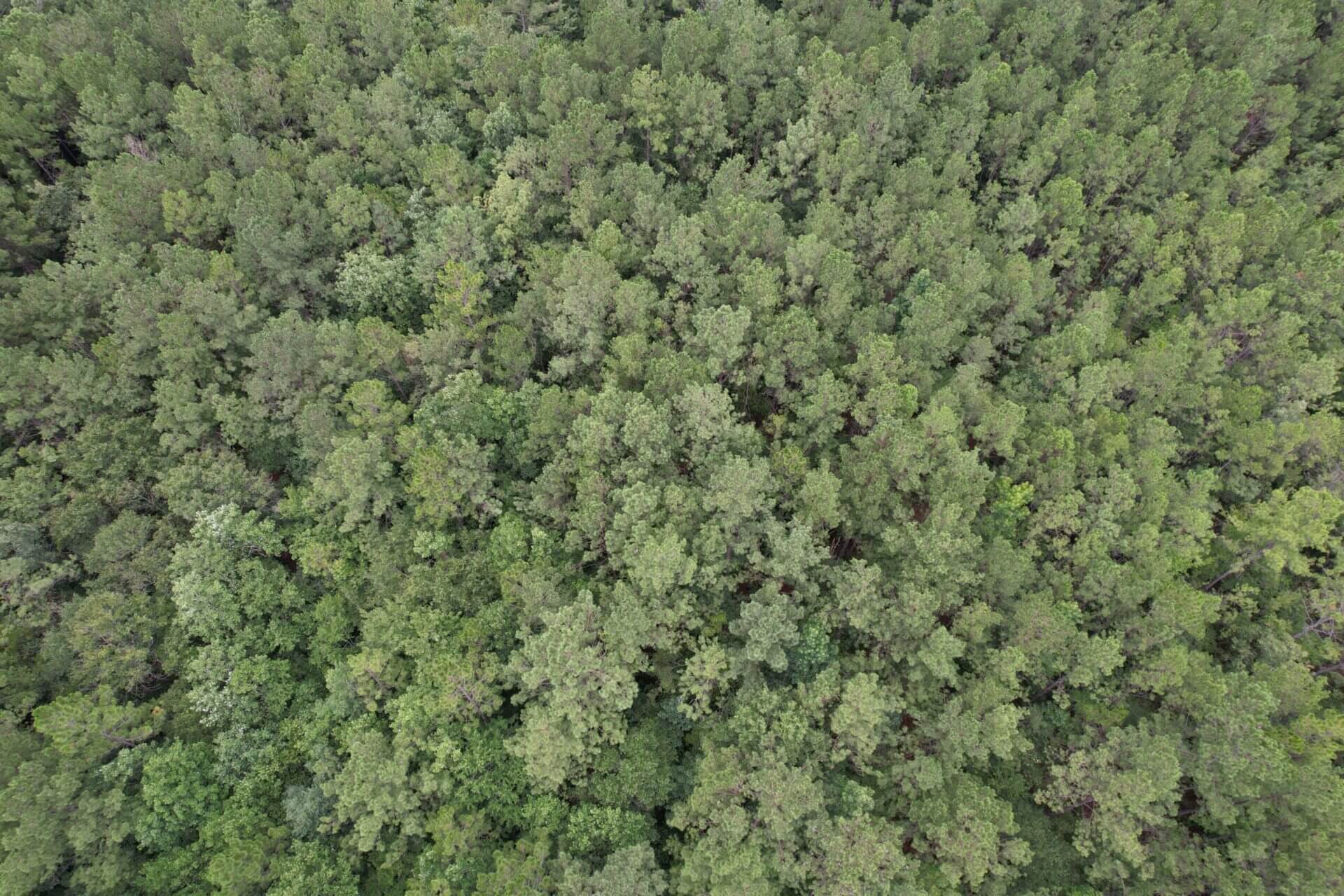 BARLOW ROAD – 50 ACRES – WASHINGTON COUNTY, ALABAMA | Butler Land ...