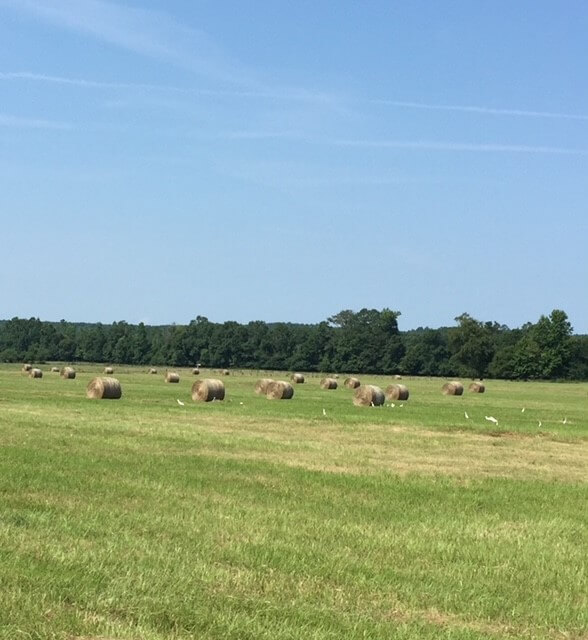 DAVIS ROAD HOUSE AND LAND – 117 ACRES – BRANTLEY, ALABAMA | Butler Land ...