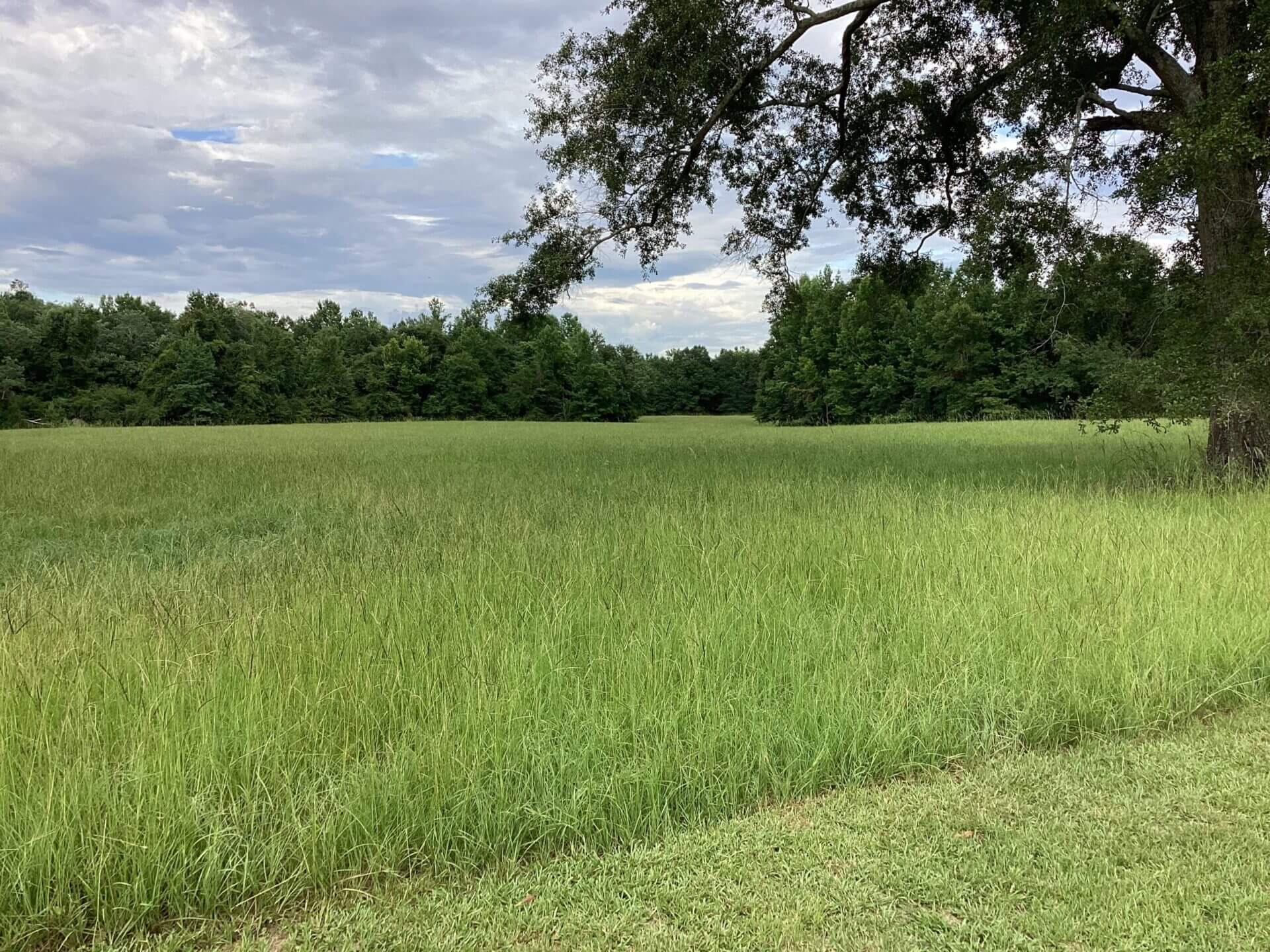 DAVIS ROAD HOUSE AND LAND – 117 ACRES – BRANTLEY, ALABAMA | Butler Land ...