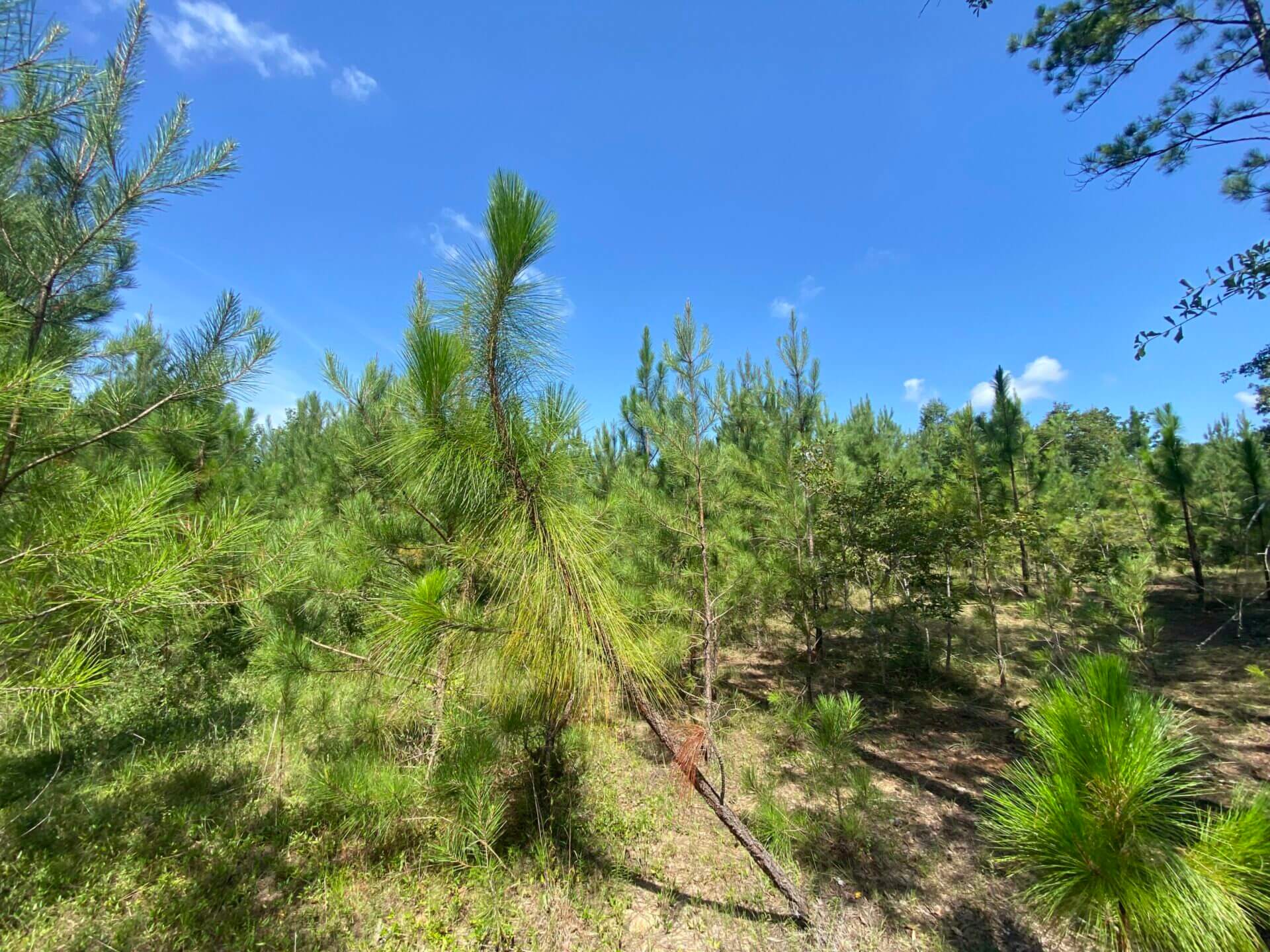BARLOW ROAD – 50 ACRES – WASHINGTON COUNTY, ALABAMA | Butler Land ...