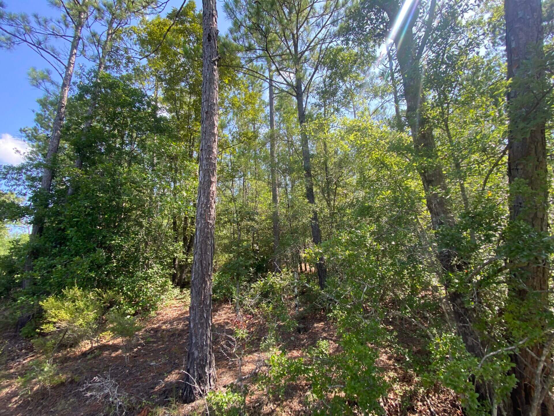 BARLOW ROAD – 50 ACRES – WASHINGTON COUNTY, ALABAMA | Butler Land ...