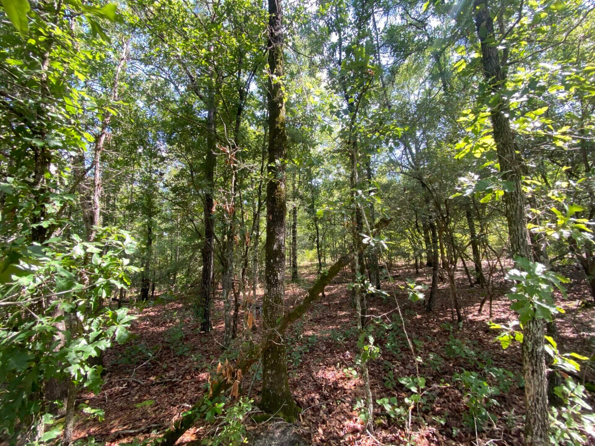 BARLOW ROAD – 50 ACRES – WASHINGTON COUNTY, ALABAMA | Butler Land ...