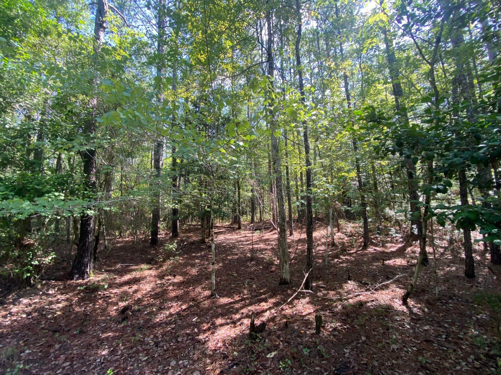 BARLOW ROAD – 50 ACRES – WASHINGTON COUNTY, ALABAMA | Butler Land ...