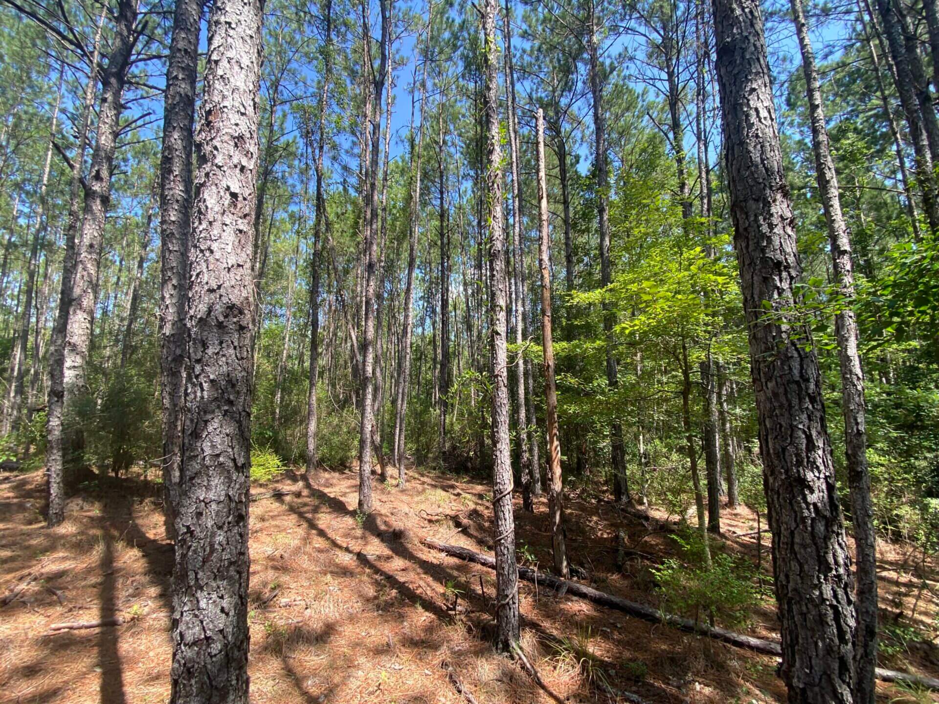 BARLOW ROAD – 50 ACRES – WASHINGTON COUNTY, ALABAMA | Butler Land ...
