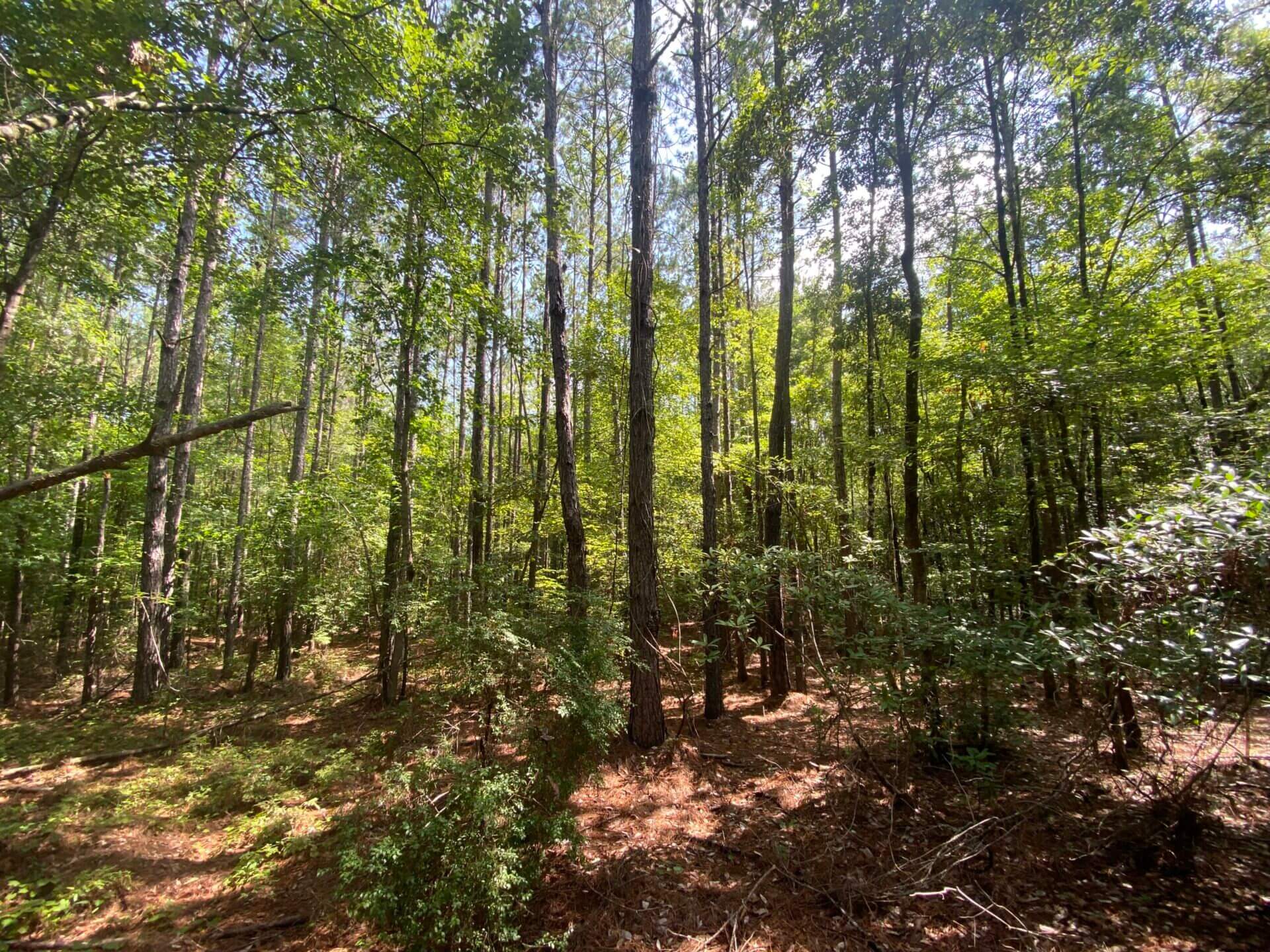 BARLOW ROAD – 50 ACRES – WASHINGTON COUNTY, ALABAMA | Butler Land ...
