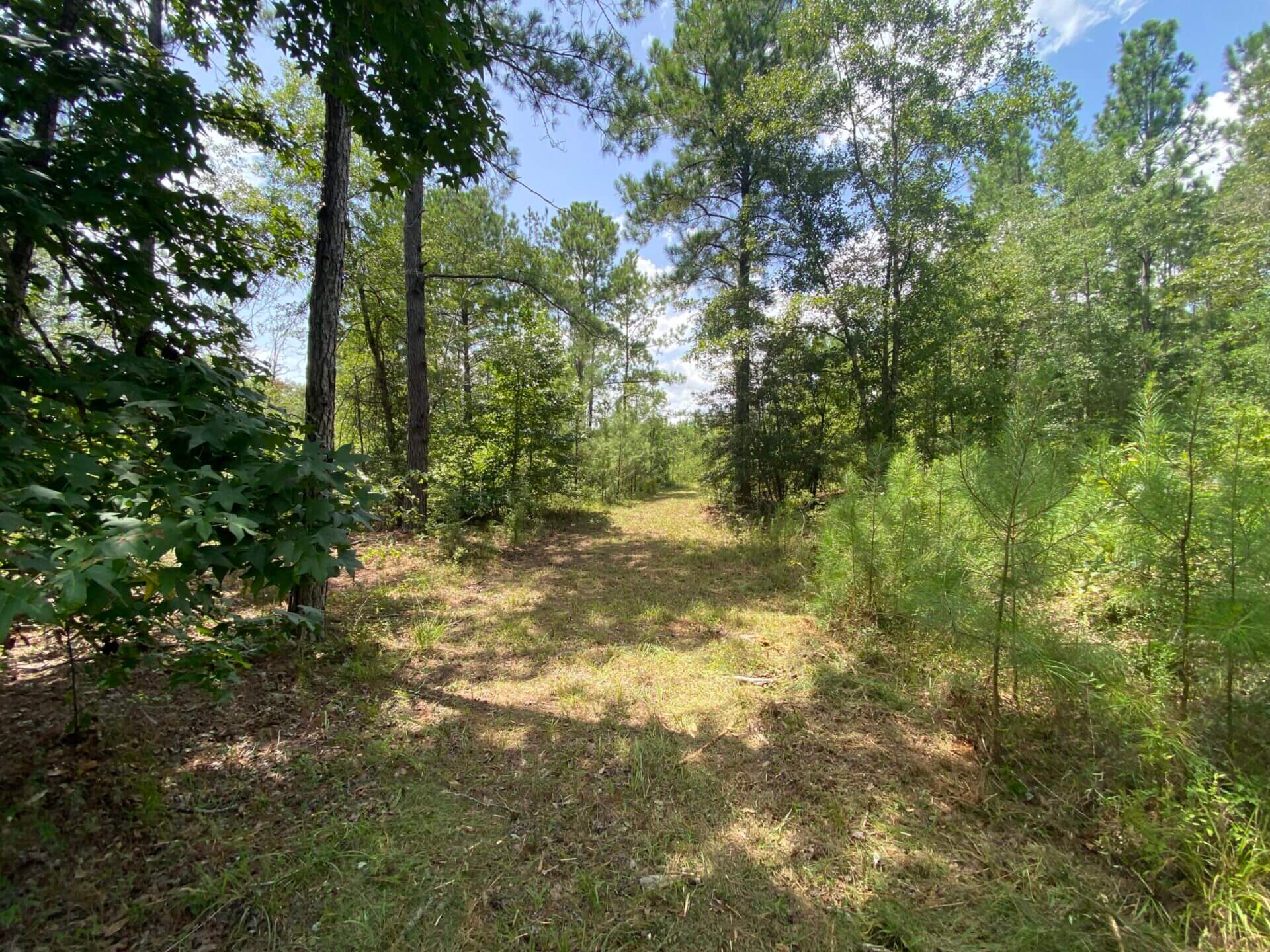 BARLOW ROAD – 50 ACRES – WASHINGTON COUNTY, ALABAMA | Butler Land ...