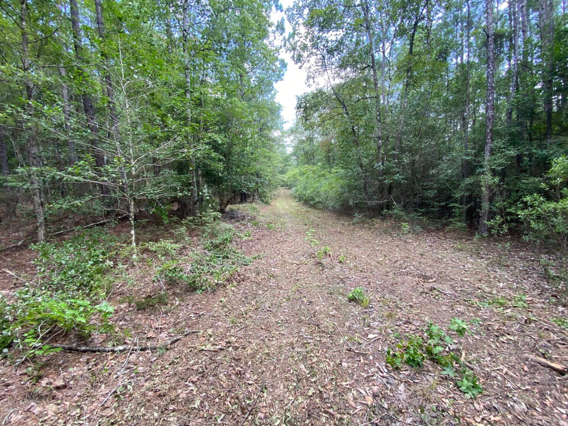 BARLOW ROAD – 50 ACRES – WASHINGTON COUNTY, ALABAMA | Butler Land ...