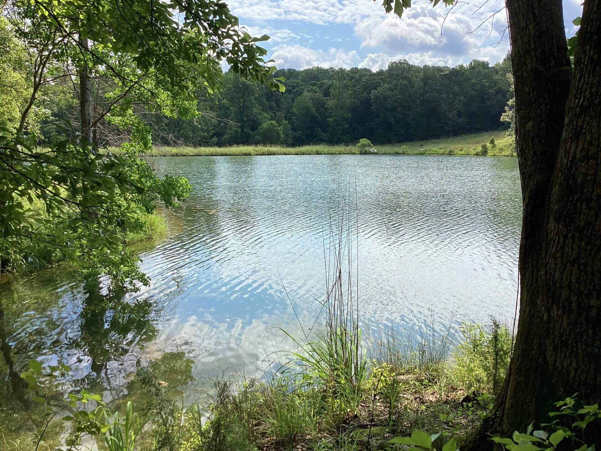 ROCKY MOUNT ROAD TRACT – 100 +/- ACRES – CRENSHAW COUNTY, ALABAMA ...