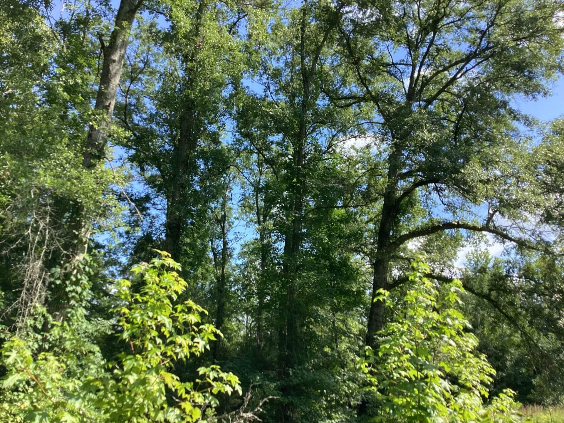 ROCKY MOUNT ROAD TRACT – 100 +/- ACRES – CRENSHAW COUNTY, ALABAMA ...