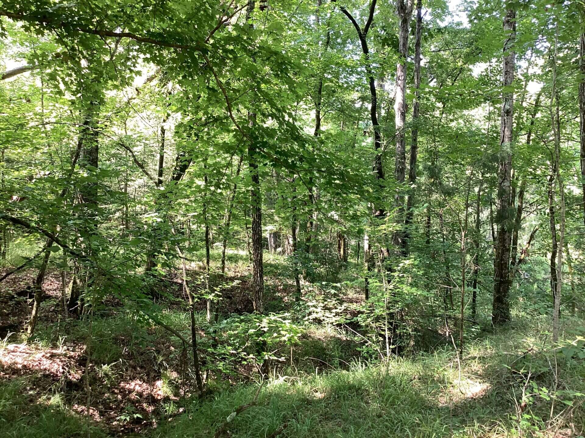 ROCKY MOUNT ROAD TRACT – 100 +/- ACRES – CRENSHAW COUNTY, ALABAMA ...