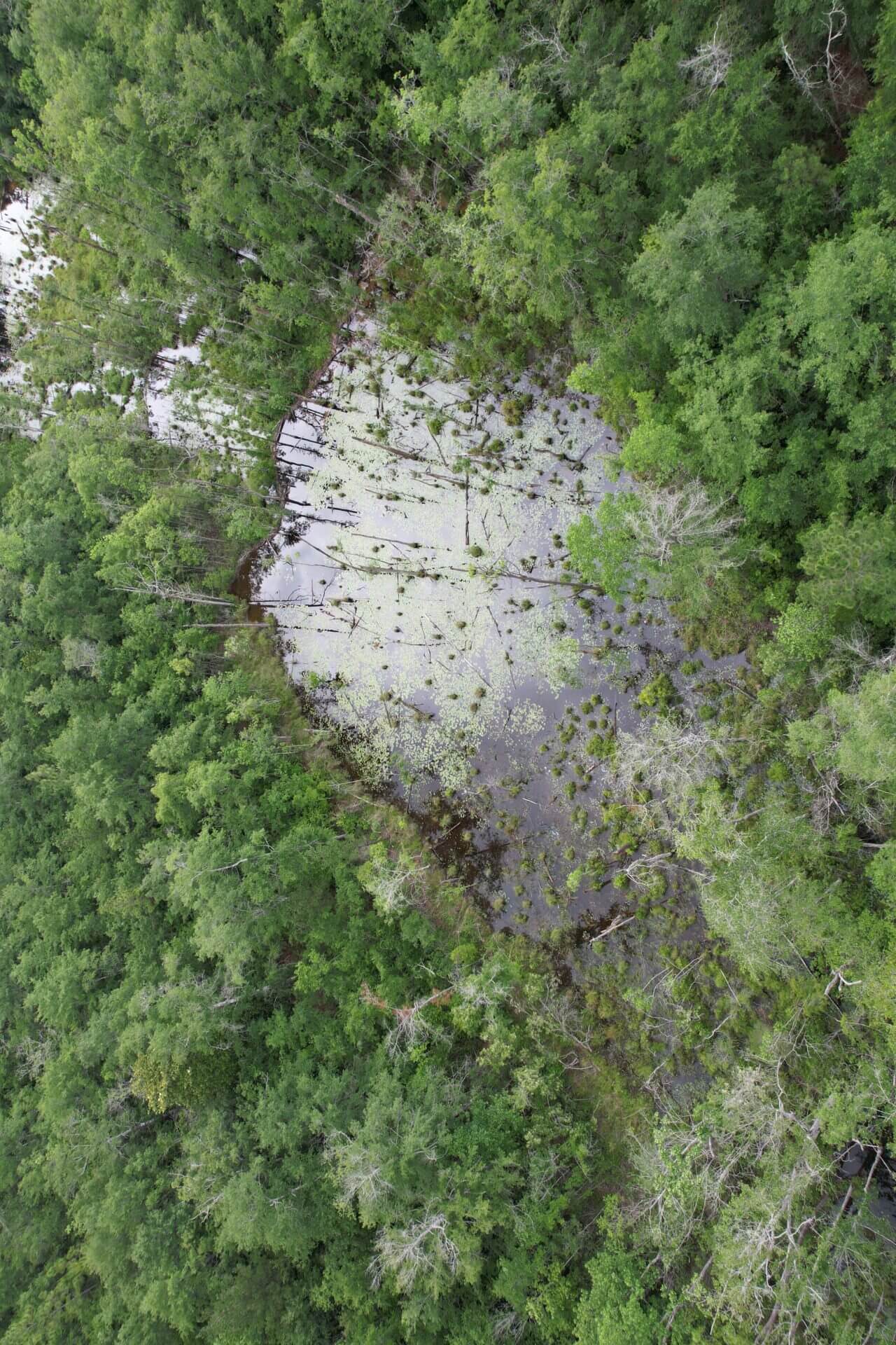 HIGHWAY 45 TRACT – 84 ACRES – MOBILE COUNTY, ALABAMA | Butler Land ...
