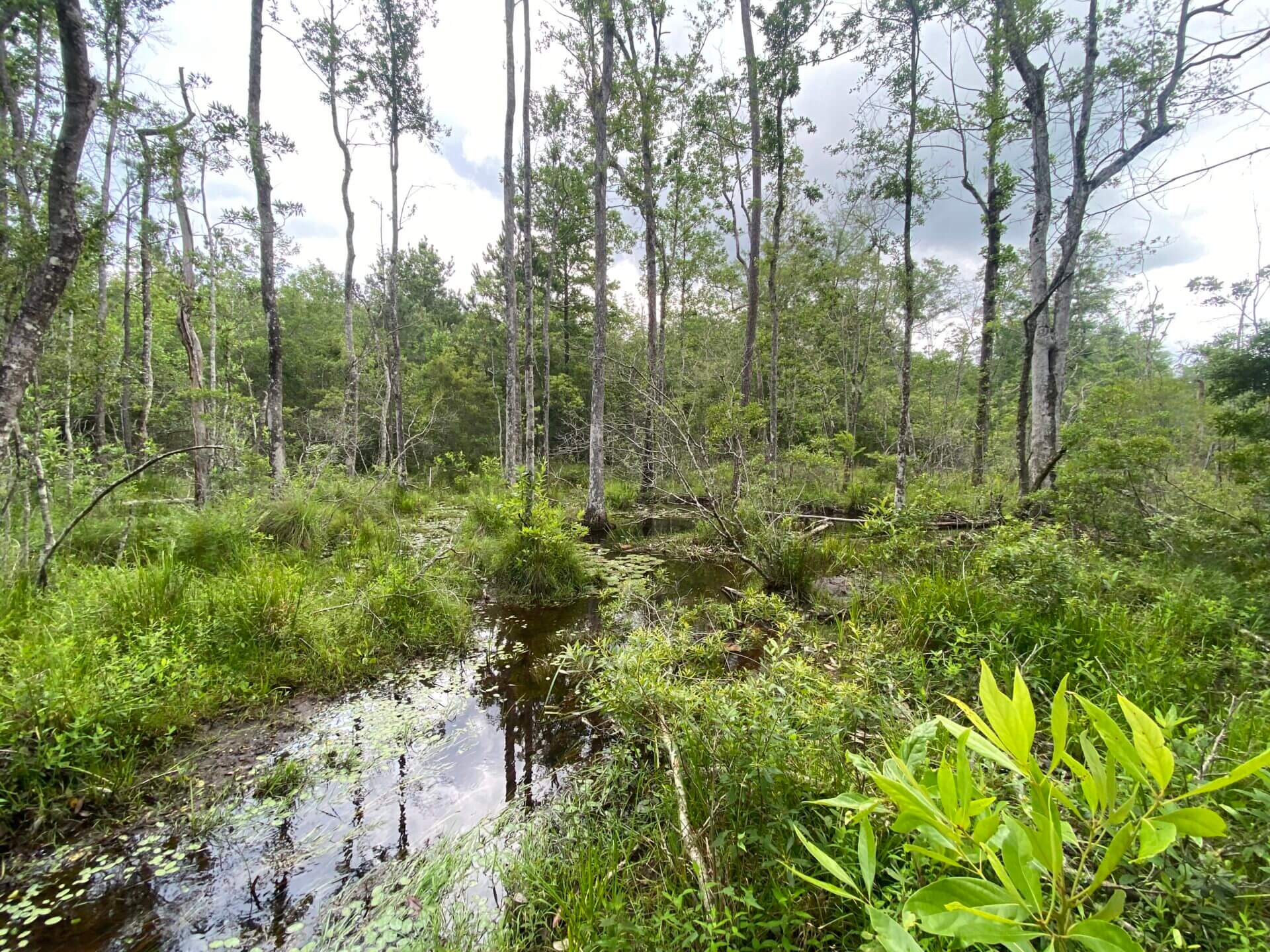 HIGHWAY 45 TRACT – 84 ACRES – MOBILE COUNTY, ALABAMA | Butler Land ...