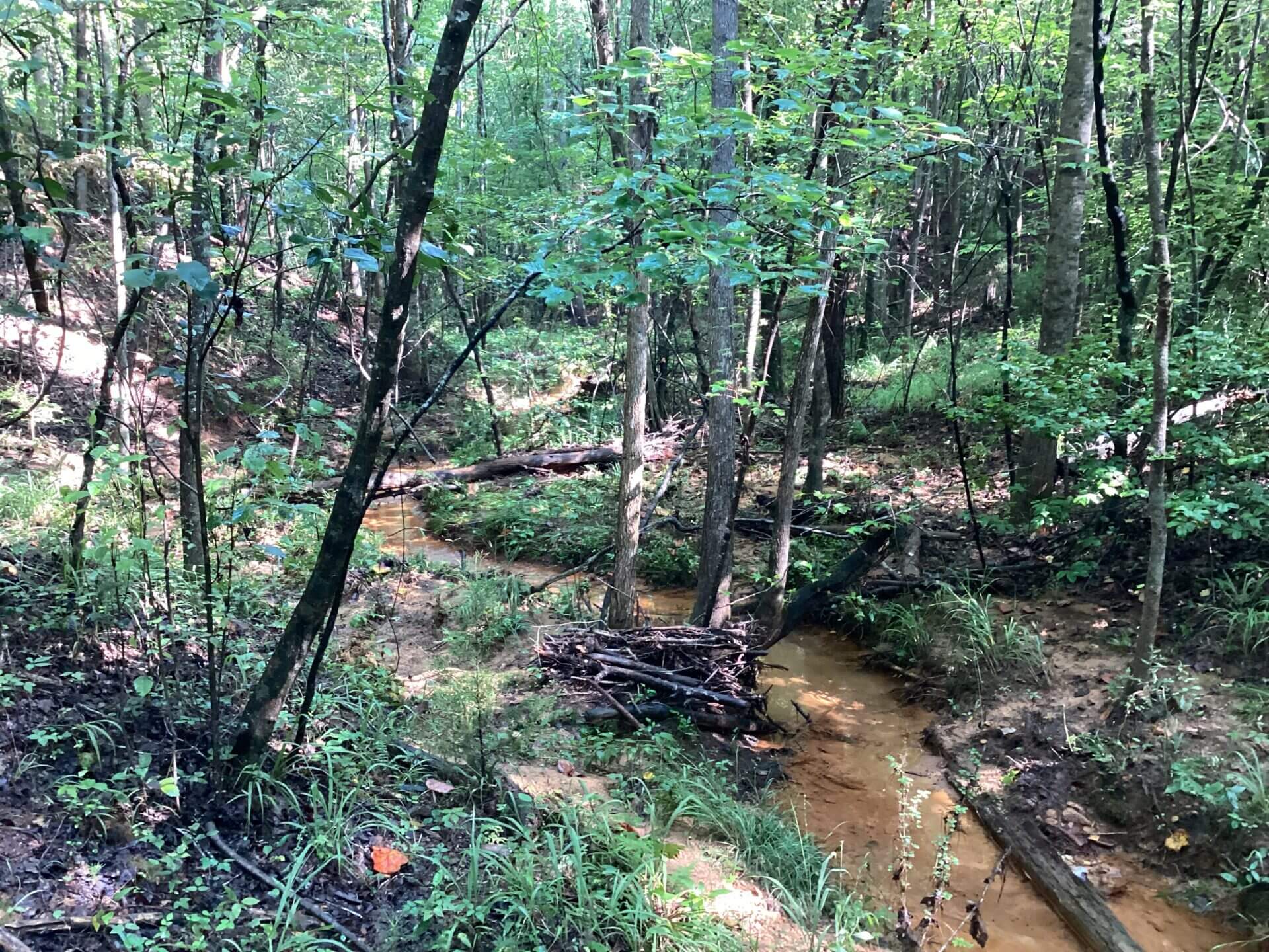 THOMAS ROAD TRACT – 36 ACRES – LUVERNE, ALABAMA | Butler Land & Timber Co