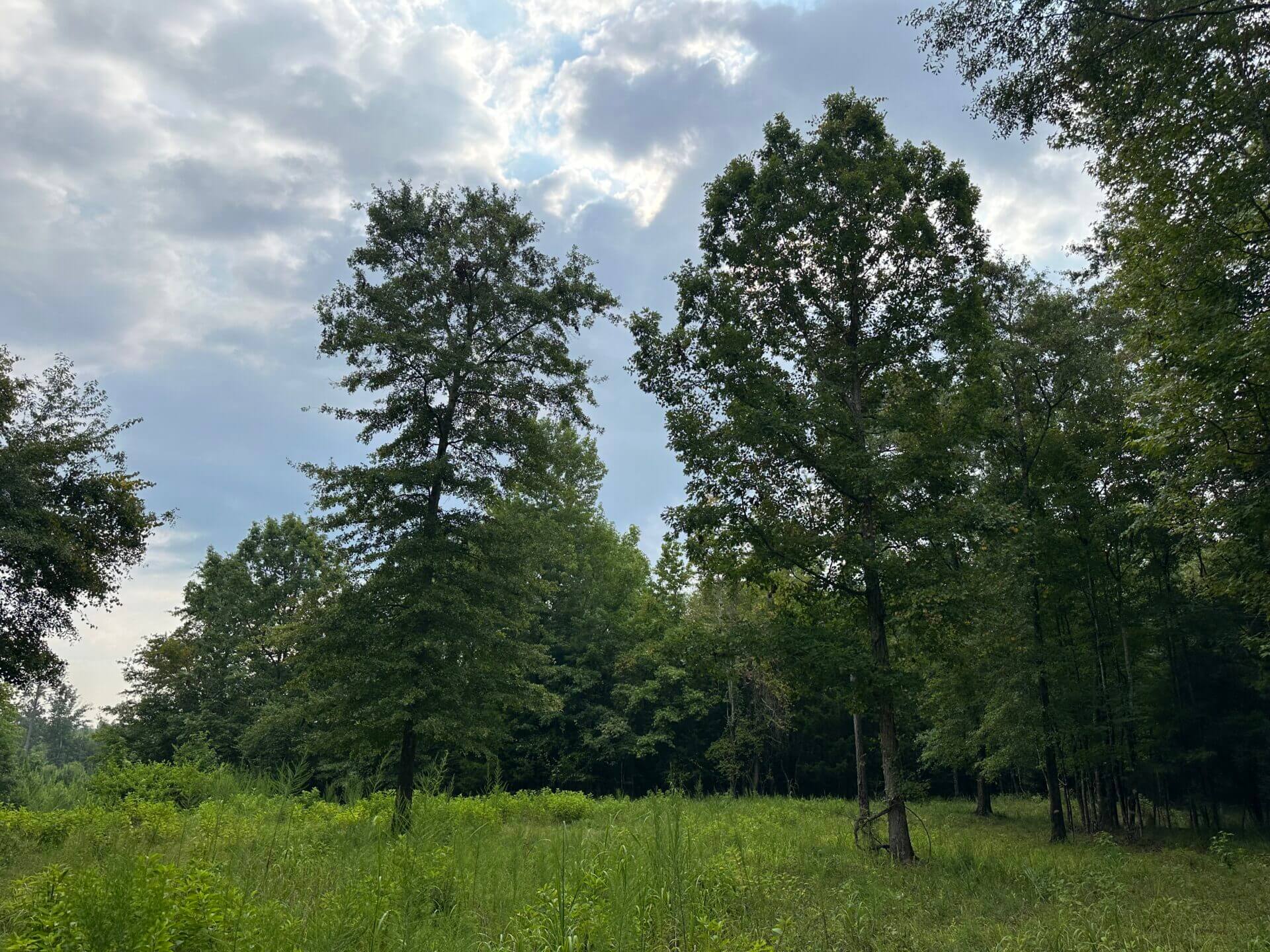 Manningham Road Tract – 100 ACRES – BUTLER COUNTY, ALABAMA | Butler ...